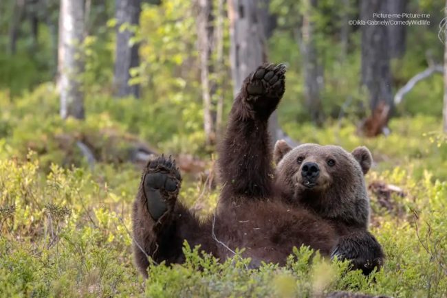 Spectacular Funny Finalist Photos Of Comedy Wildlife Photography Awards ...