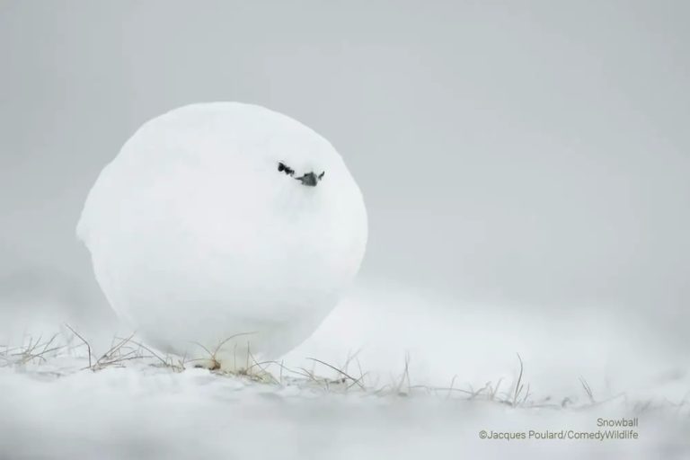 Spectacular Funny Finalist Photos Of Comedy Wildlife Photography Awards ...