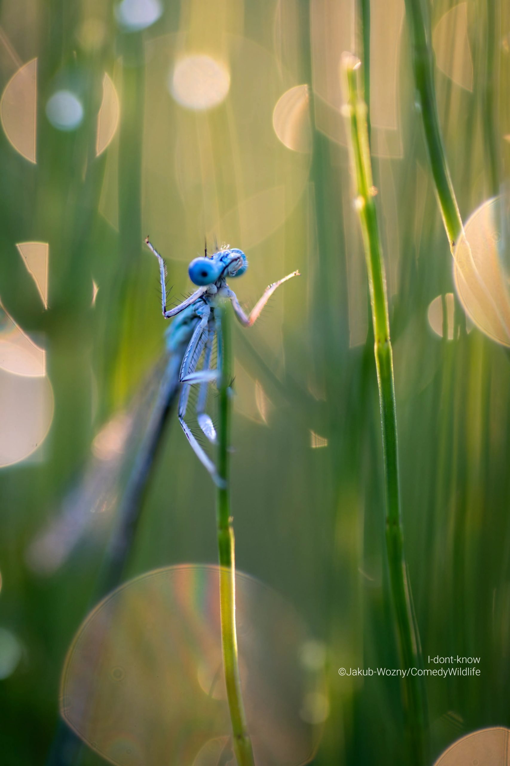 Spectacular Funny Finalist Photos Of Comedy Wildlife Photography Awards ...