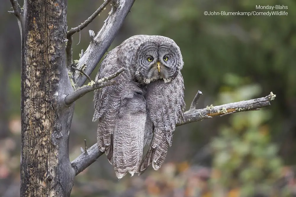 Spectacular Funny Finalist Photos Of Comedy Wildlife Photography Awards ...