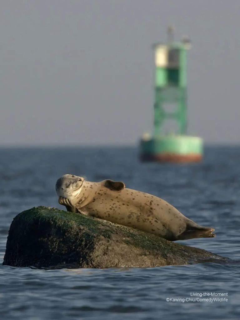 Spectacular Funny Finalist Photos Of Comedy Wildlife Photography Awards ...