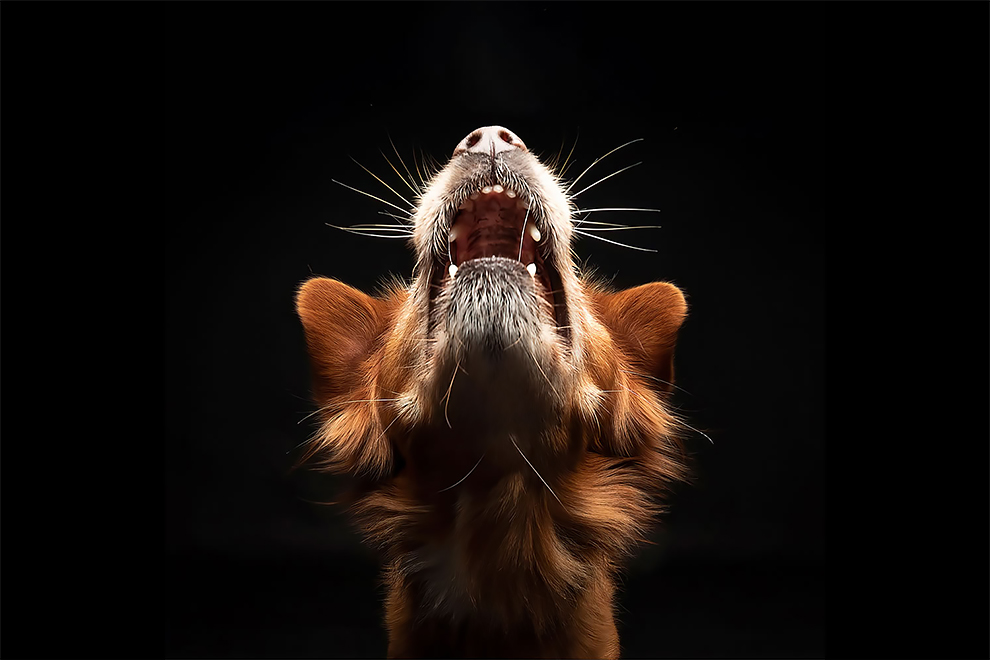 Beautiful Winning Photos Of The Dog Photographer of The Year 2023 ...