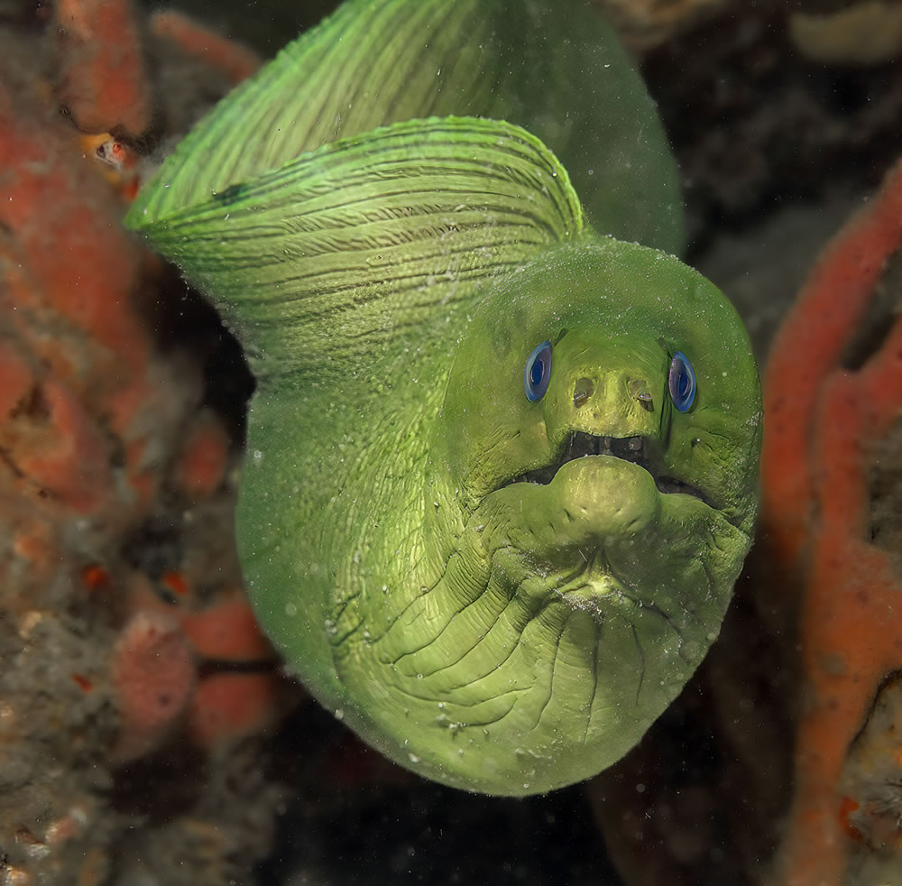 Marvelous Winning Nature Photos Of NANPA’s 2024 Showcase » Design You ...