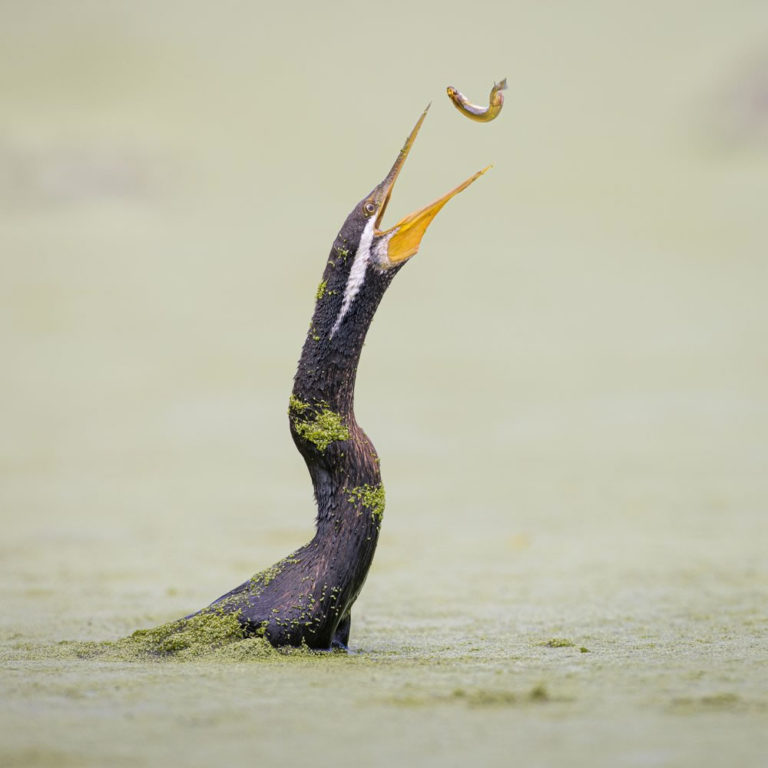 Spectacular Finalists Photos Of The Birdlife Australia Photography ...