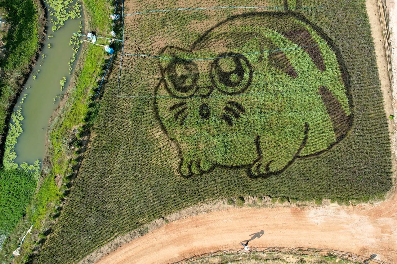 Thai Artist and Farmer Creates Rice Fields in The Shape of A Cat ...