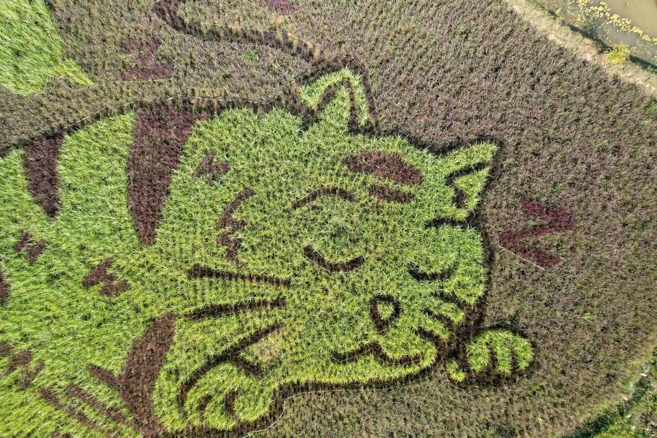 Thai Artist and Farmer Creates Rice Fields in The Shape of A Cat ...