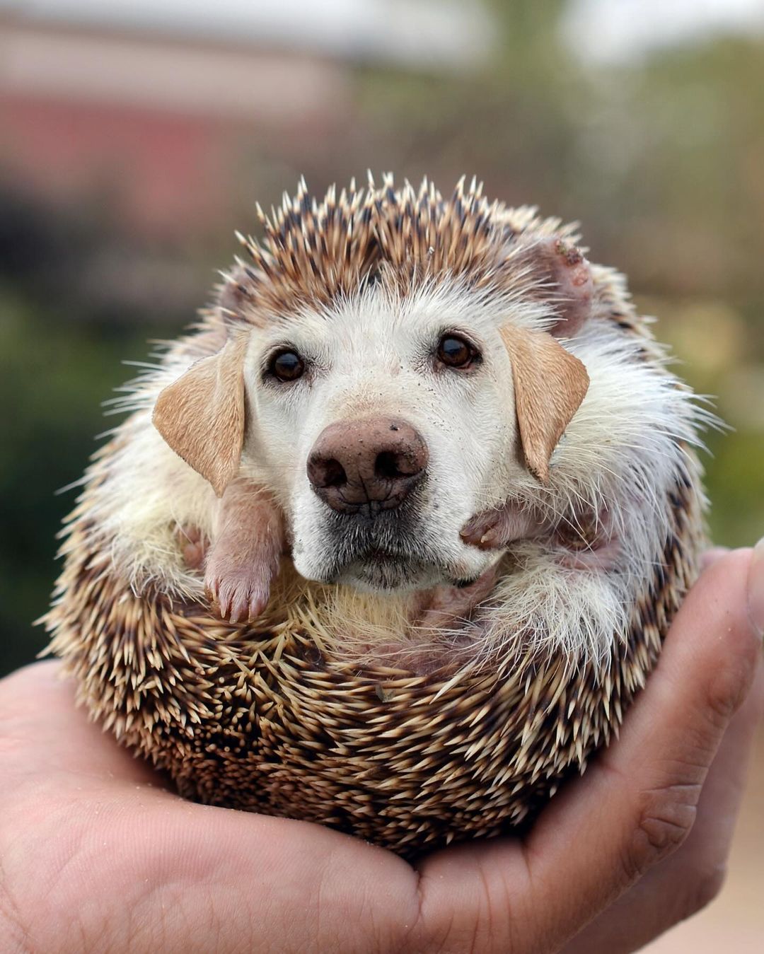 Artist Martin Bullock Creates Funny Animal Mashups With Photoshop ...