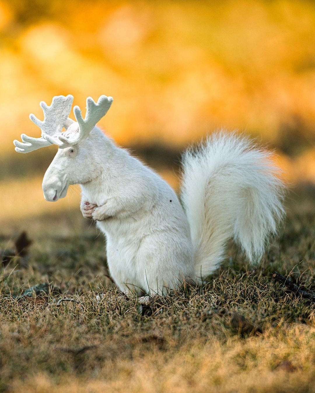 Artist Martin Bullock Creates Funny Animal Mashups With Photoshop ...