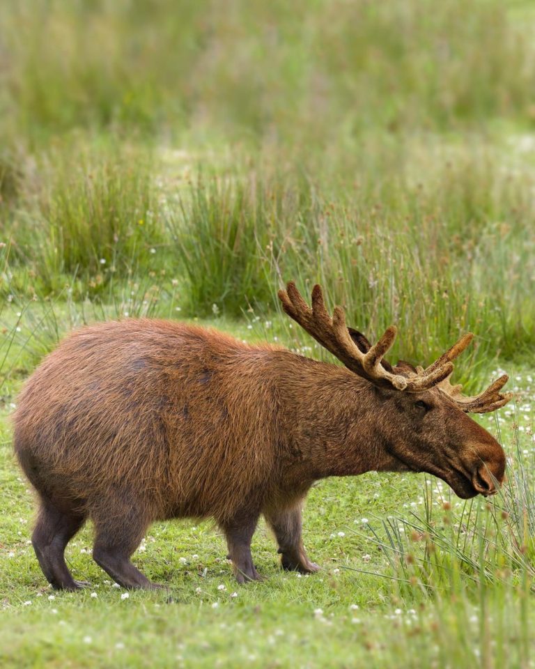 Artist Martin Bullock Creates Funny Animal Mashups With Photoshop ...