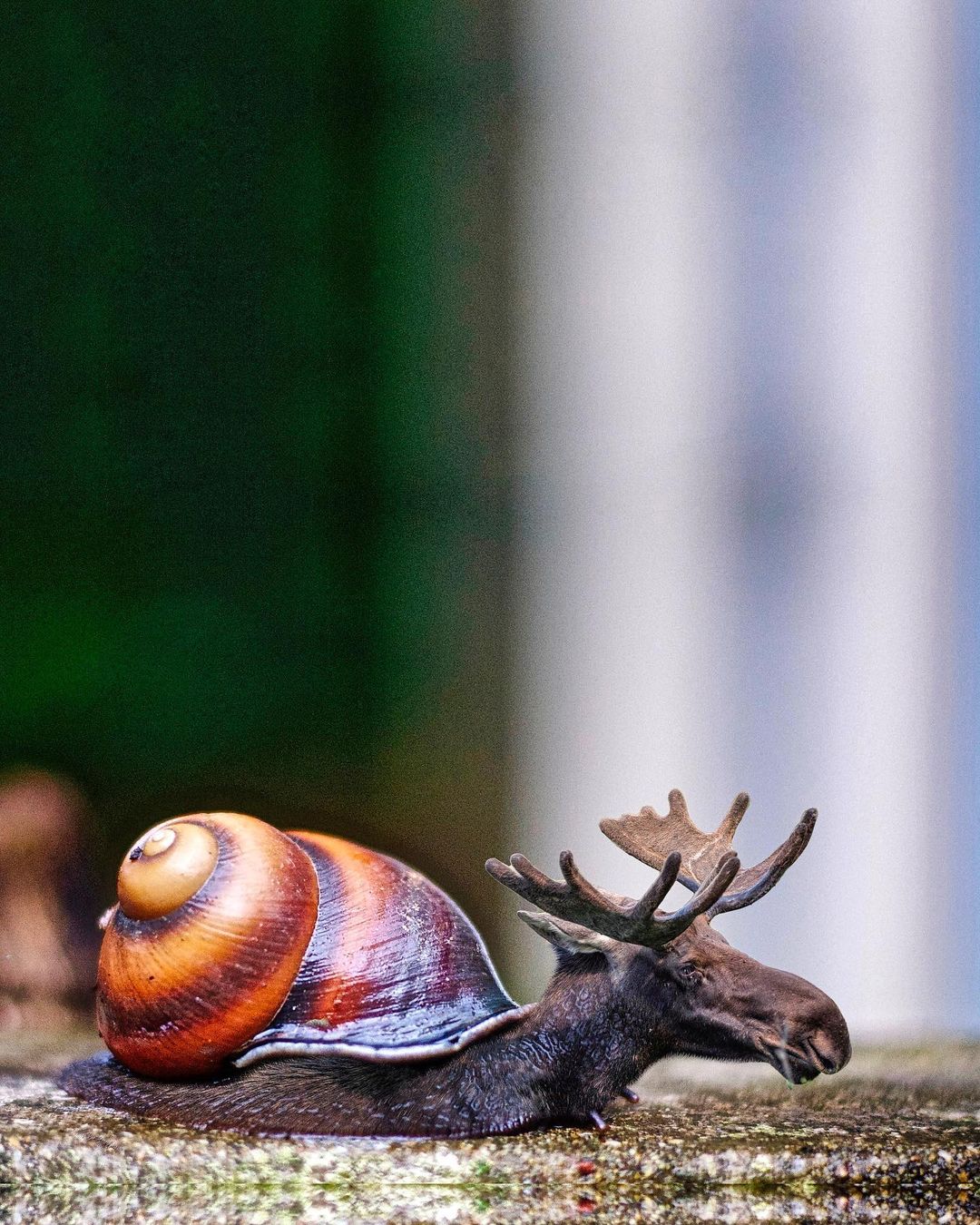 Artist Martin Bullock Creates Funny Animal Mashups With Photoshop ...