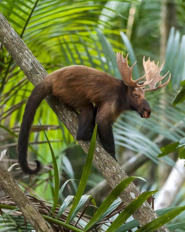 Artist Martin Bullock Creates Funny Animal Mashups With Photoshop ...