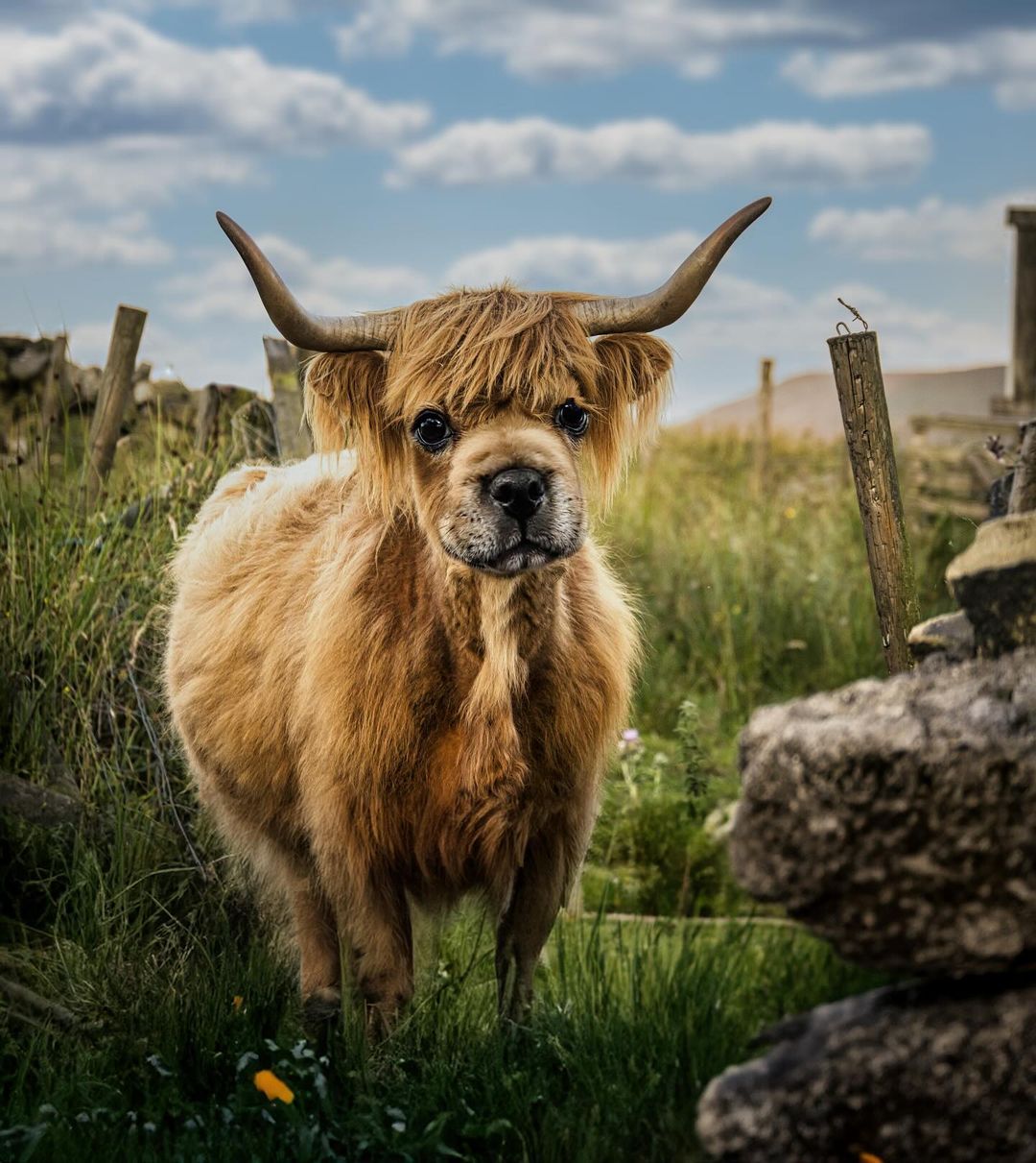 Artist Martin Bullock Creates Funny Animal Mashups With Photoshop ...