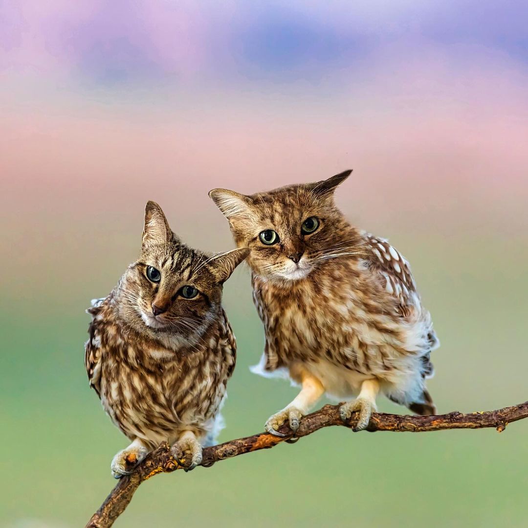Artist Martin Bullock Creates Funny Animal Mashups With Photoshop ...
