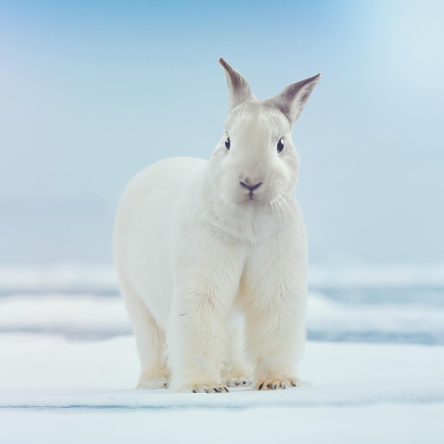 Artist Martin Bullock Creates Funny Animal Mashups With Photoshop ...