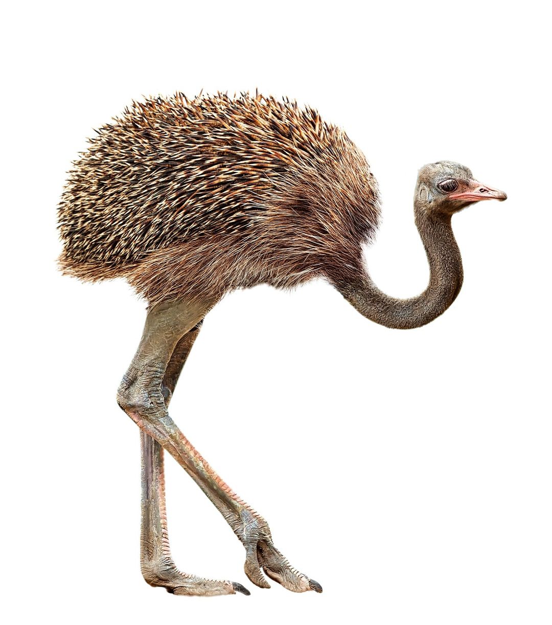 Artist Martin Bullock Creates Funny Animal Mashups With Photoshop ...