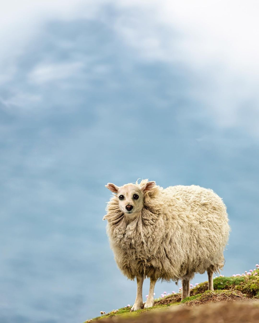Artist Martin Bullock Creates Funny Animal Mashups With Photoshop ...