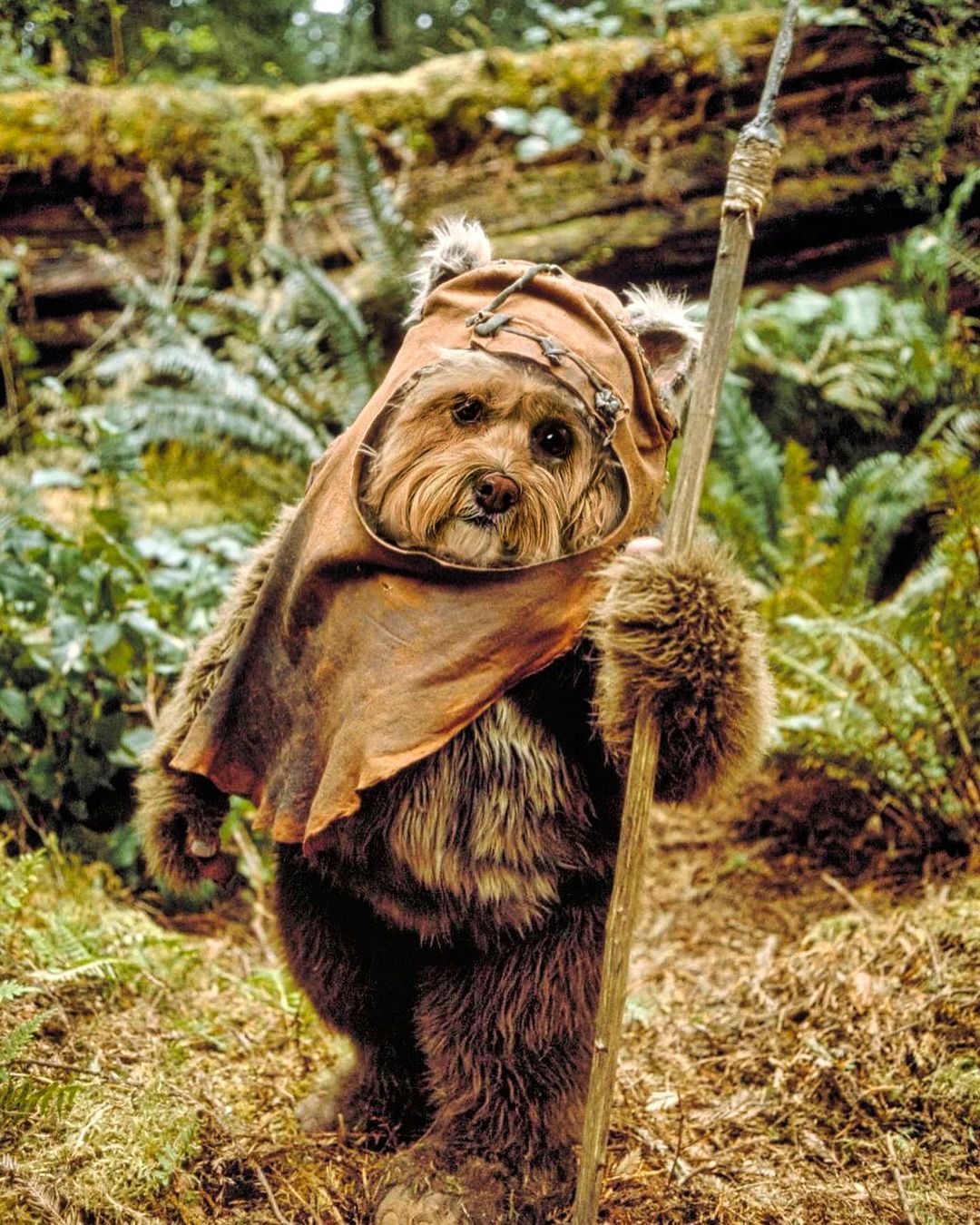 Artist Martin Bullock Creates Funny Animal Mashups With Photoshop ...
