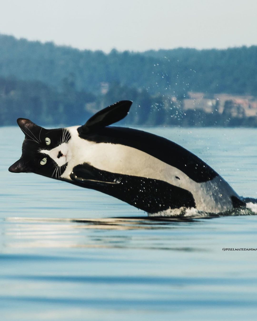 Artist Martin Bullock Creates Funny Animal Mashups With Photoshop ...