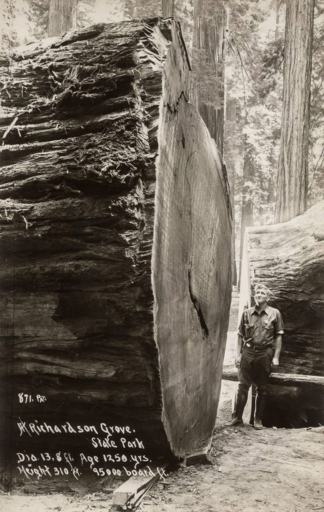 Vintage Postcards of Giant Trees in the Early 20th Century » Design You ...