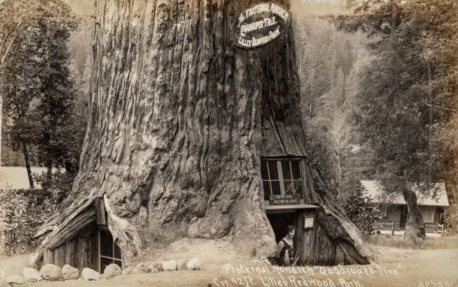 Vintage Postcards of Giant Trees in the Early 20th Century » Design You ...