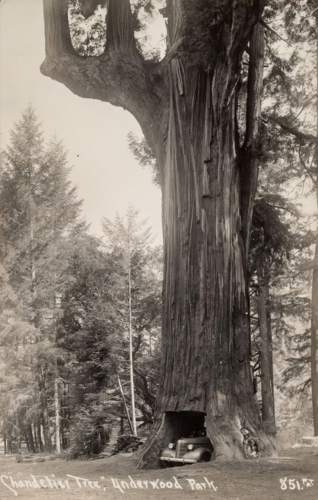 Vintage Postcards of Giant Trees in the Early 20th Century » Design You ...