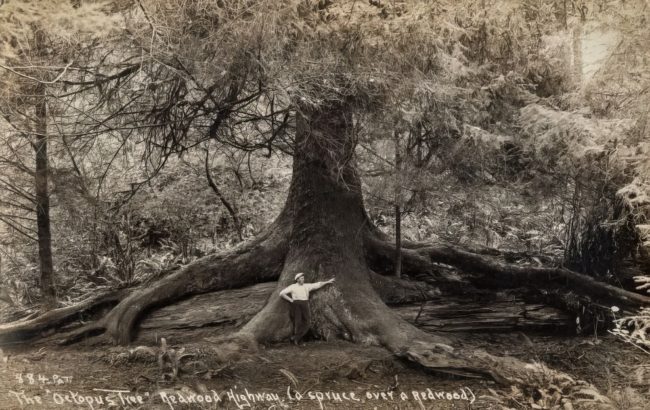 Vintage Postcards of Giant Trees in the Early 20th Century » Design You ...