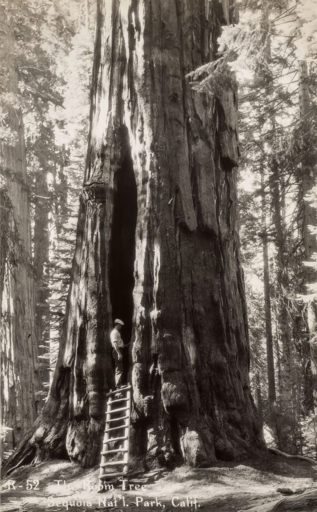 Vintage Postcards of Giant Trees in the Early 20th Century » Design You ...
