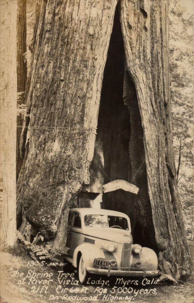 Vintage Postcards of Giant Trees in the Early 20th Century » Design You ...
