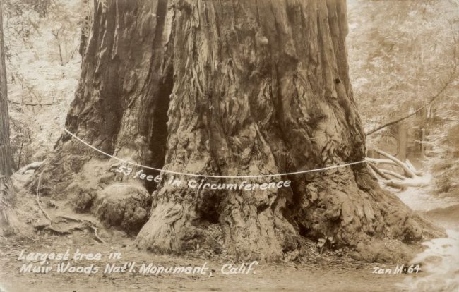Vintage Postcards of Giant Trees in the Early 20th Century » Design You ...