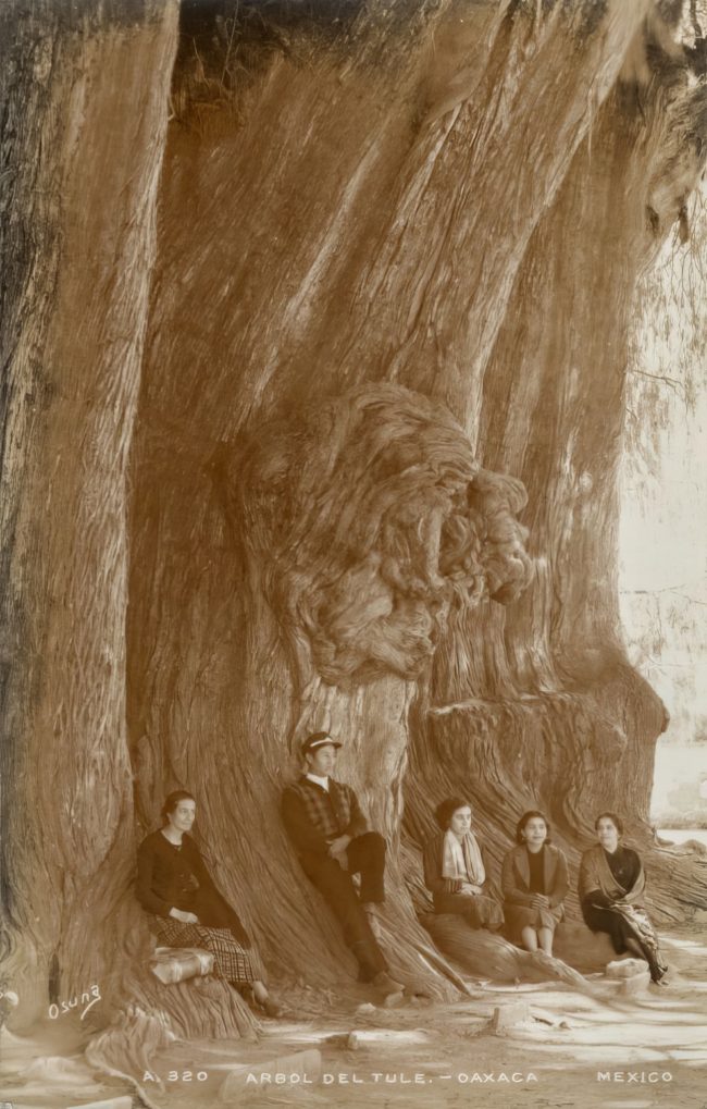 Vintage Postcards of Giant Trees in the Early 20th Century » Design You ...