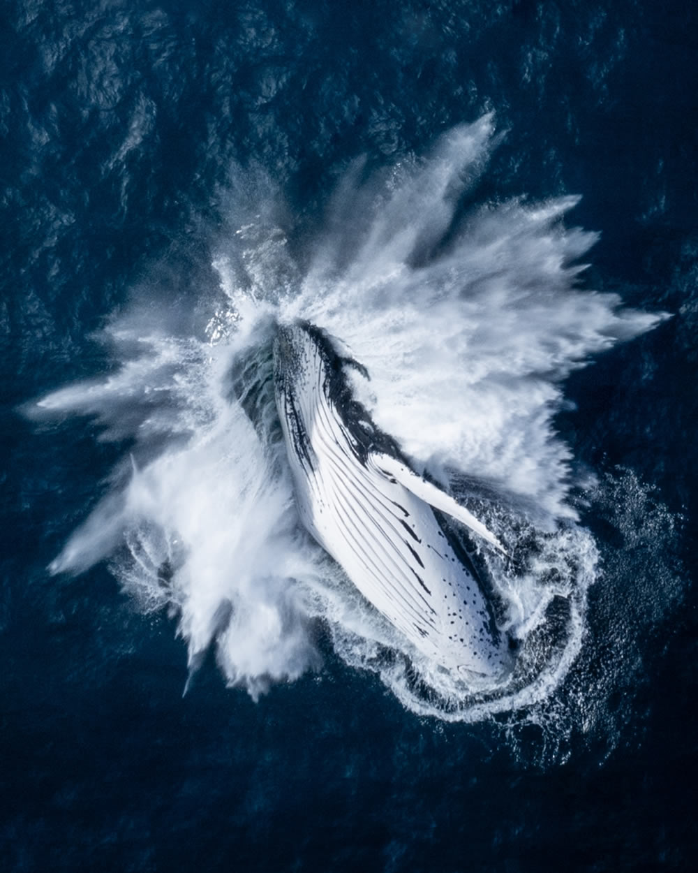 Inspiring Wildlife Winning Photos From The Drone Photo Awards 2023 ...