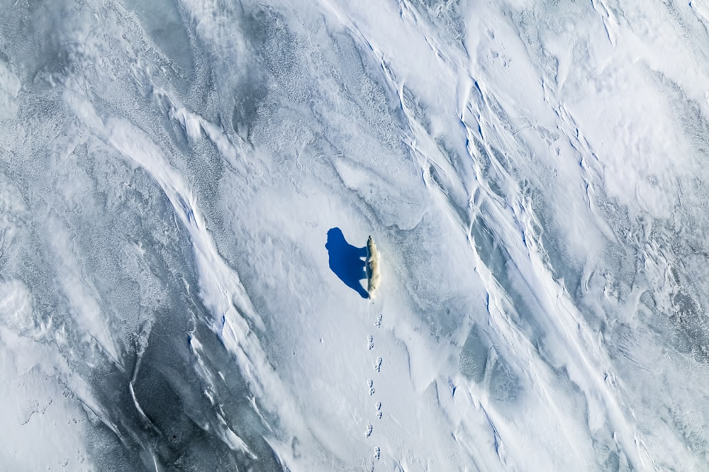 Inspiring Wildlife Winning Photos From The Drone Photo Awards 2023 ...