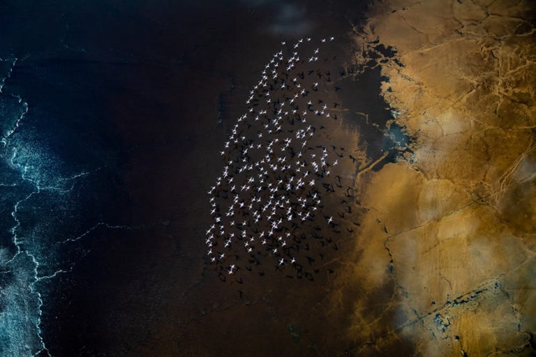 Inspiring Wildlife Winning Photos From The Drone Photo Awards 2023 ...