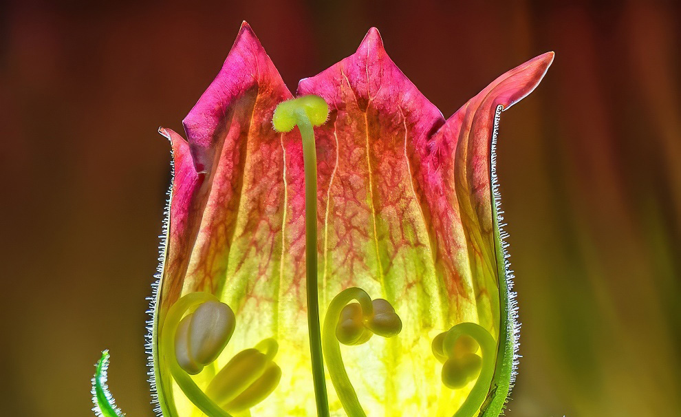 Breathtaking Macro Photography Highlights from The Garden Photographer ...