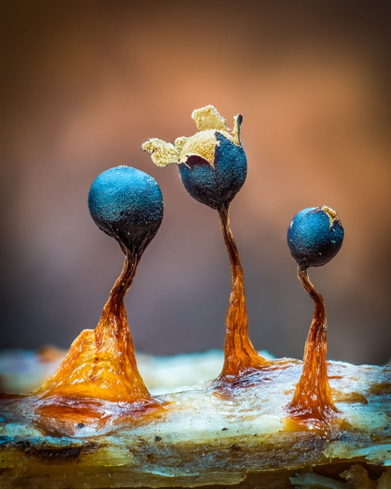 Spectacular Winning Fungi Photos From The Garden Photographer Of The ...