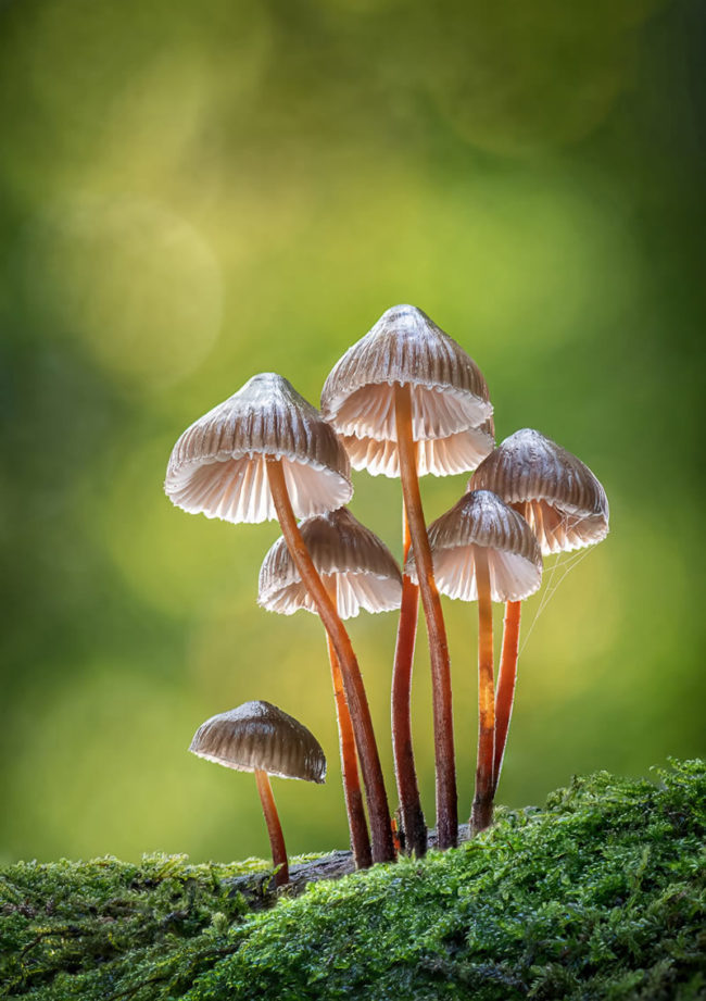 Spectacular Winning Fungi Photos From The Garden Photographer Of The ...
