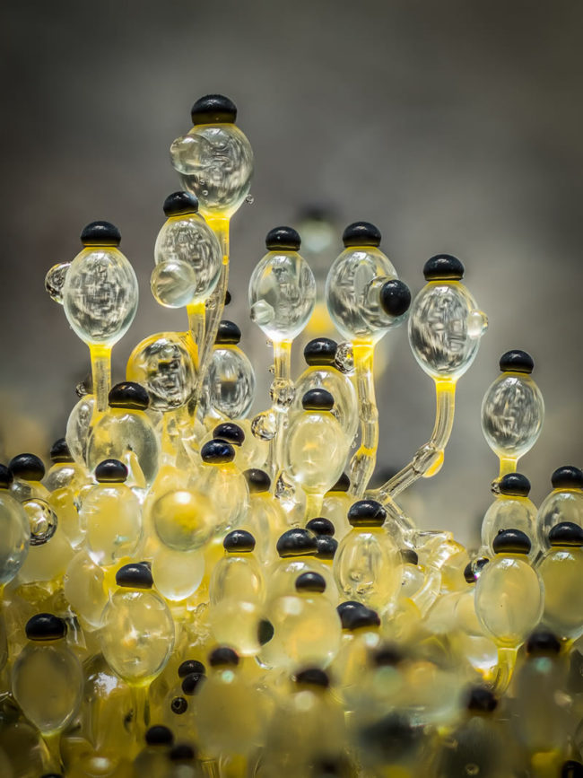 Spectacular Winning Fungi Photos From The Garden Photographer Of The ...