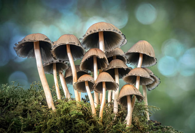 Spectacular Winning Fungi Photos From The Garden Photographer Of The ...