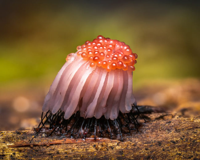 Spectacular Winning Fungi Photos From The Garden Photographer Of The ...