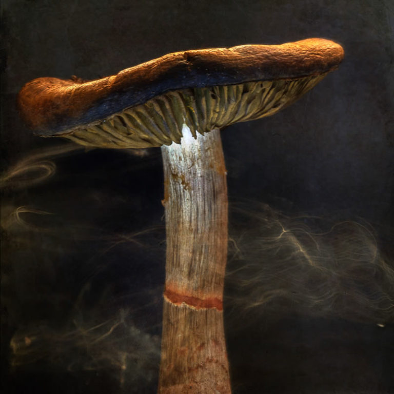 Spectacular Winning Fungi Photos From The Garden Photographer Of The ...