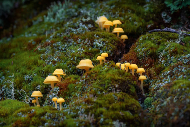 Spectacular Winning Fungi Photos From The Garden Photographer Of The ...