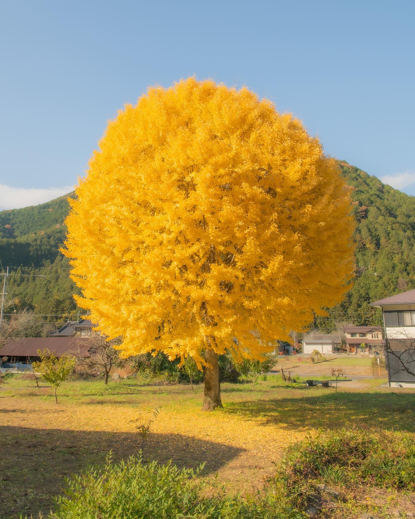 The Photographer Discovers the Most Stunningly Gorgeous Tree in Japan ...