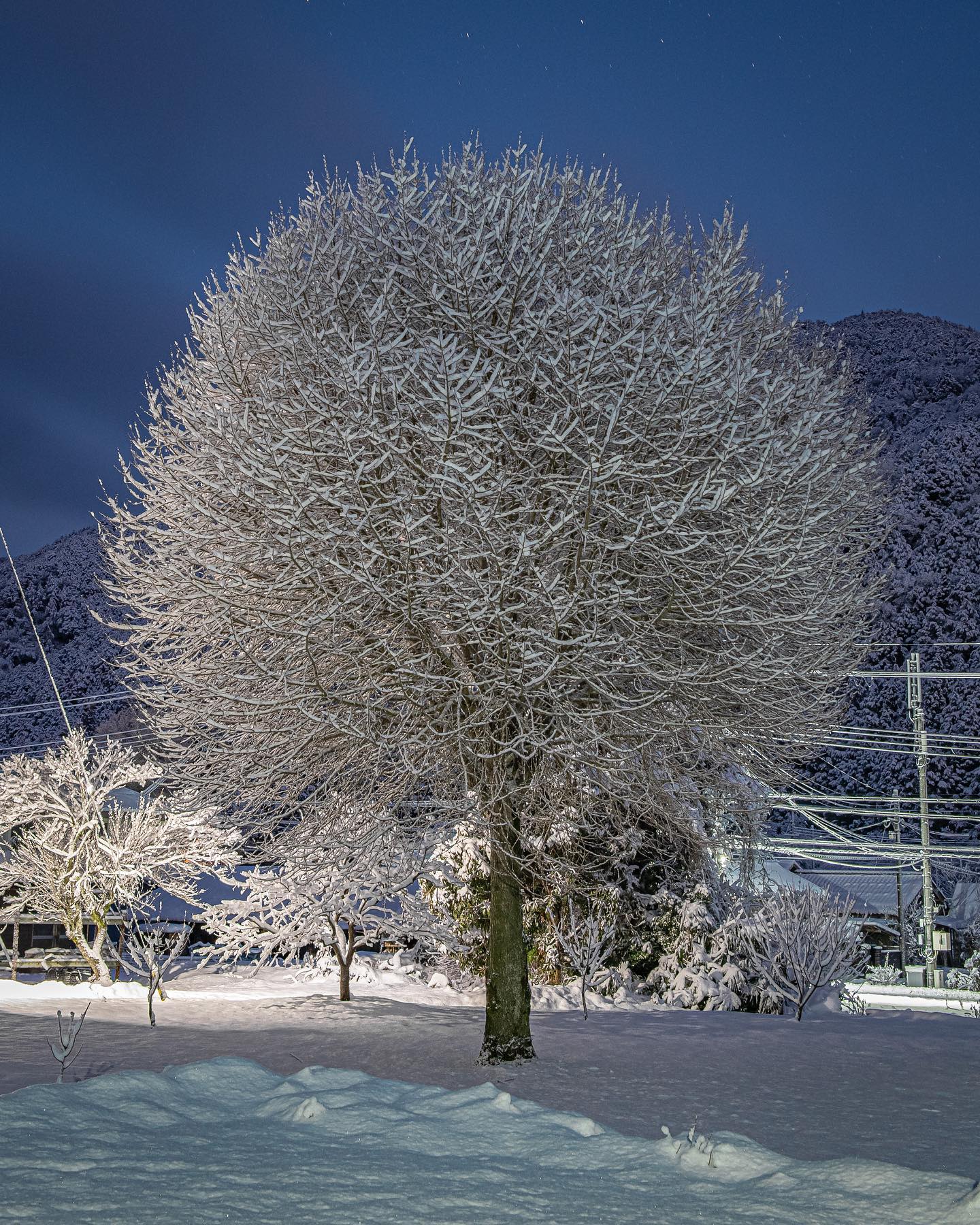 The Photographer Discovers the Most Stunningly Gorgeous Tree in Japan ...