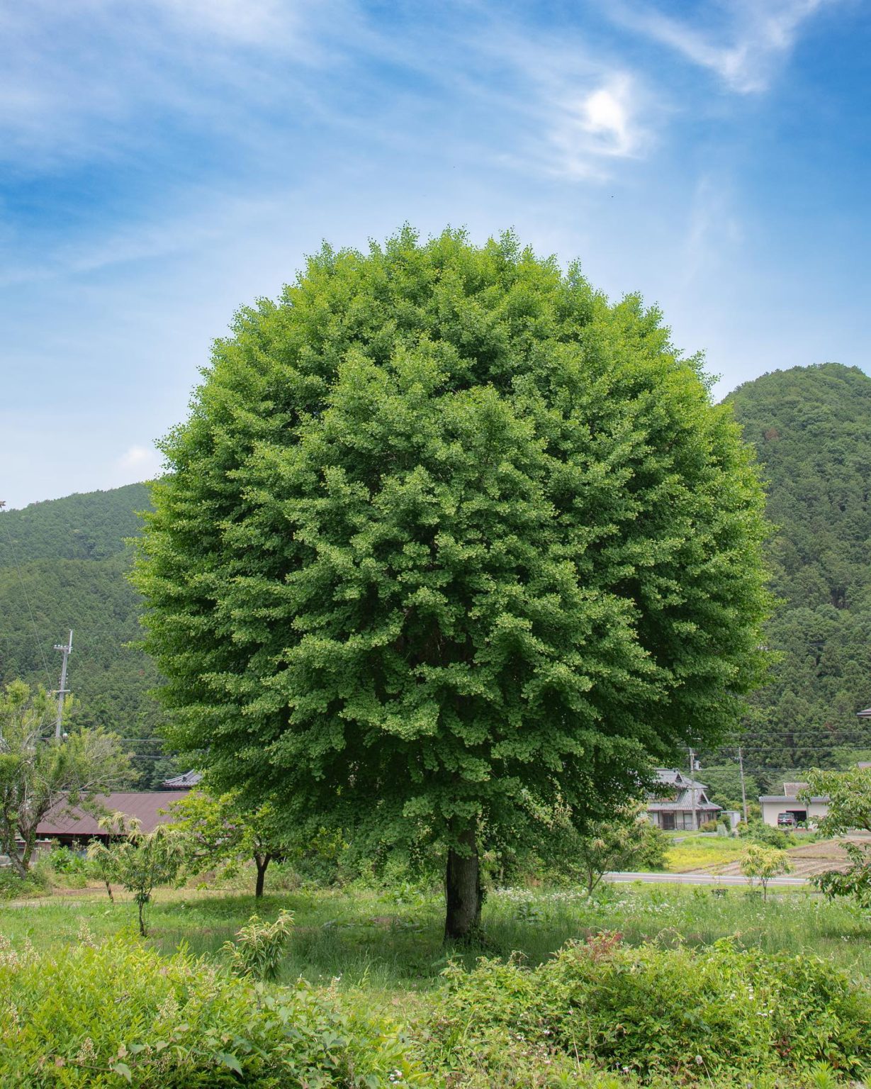 The Photographer Discovers the Most Stunningly Gorgeous Tree in Japan ...