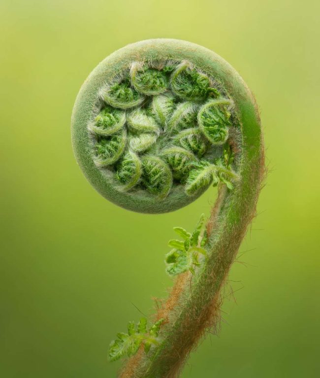 Spectacular Macro-Winning Photos From The British Photography Awards ...