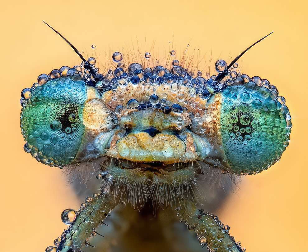 Spectacular Winning Inages From The Water Challenge by Close-Up ...