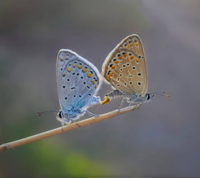 This Iranian Photographer Takes Astonishing Macro Shots of Insects ...