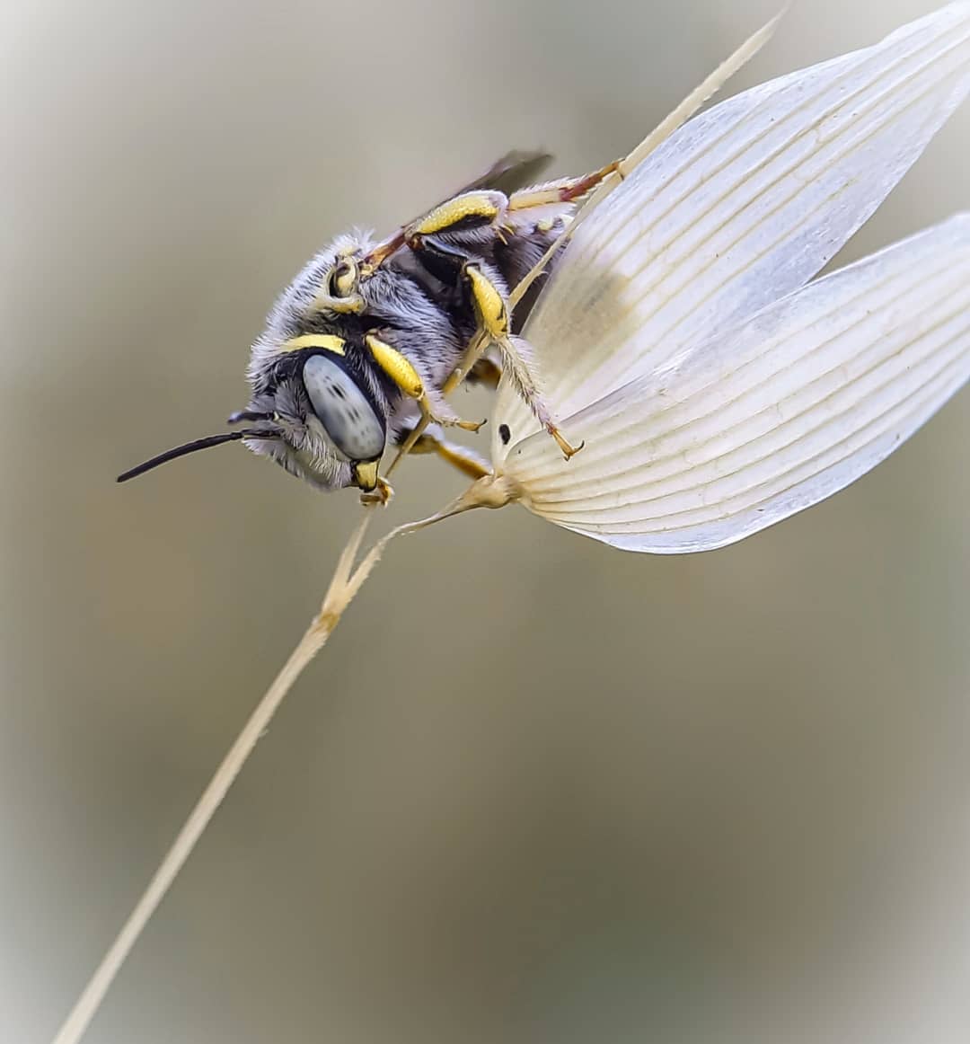 This Iranian Photographer Takes Astonishing Macro Shots of Insects ...