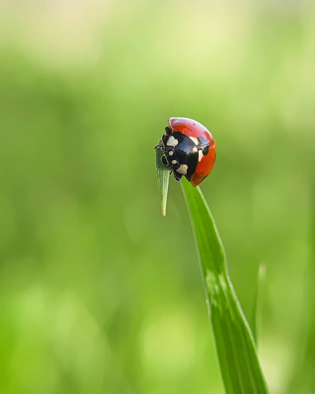 This Iranian Photographer Takes Astonishing Macro Shots of Insects ...