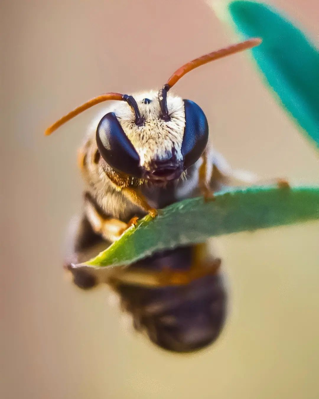 This Iranian Photographer Takes Astonishing Macro Shots of Insects ...